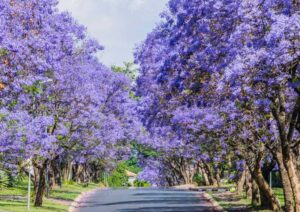9 lugares donde ver jacarandas en CDMX - The Guide CDMX