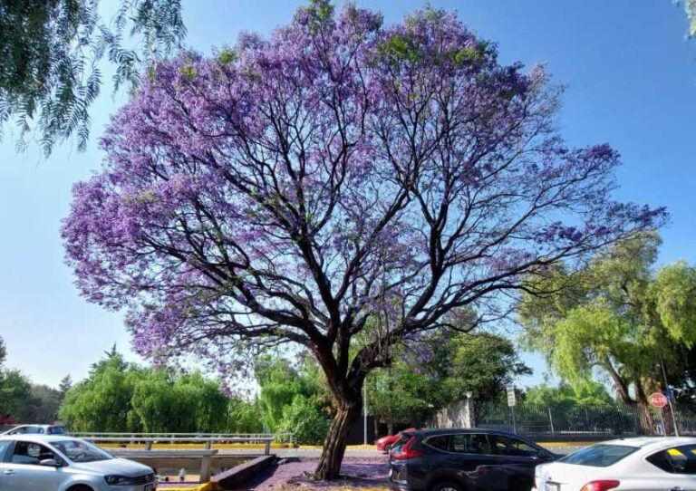 9 lugares donde ver jacarandas en CDMX - The Guide CDMX